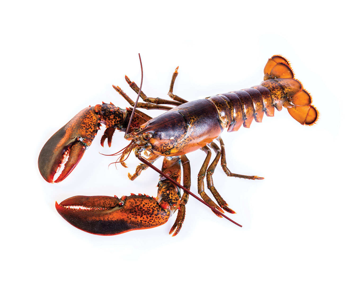 Lifandi humar frá Kanada 1x viku – Veitingageirinn.is – Fréttavefur um ...